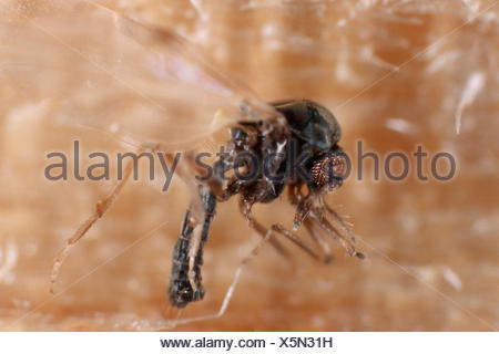 biting midges, punkies, no-see-ums (Ceratopogonidae), prickling on ...