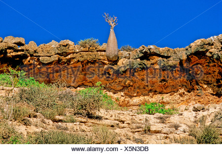 Socotran Desert Rose Adenium Obesum Socotranum Socotra Island Yemen ...