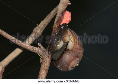 apple snails (Ampullariidae), female laying eggs, Thailand, Phuket ...