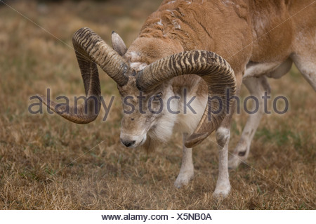 Urial Sheep (Ovis Vignei Stock Photo: 30826098 - Alamy