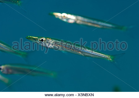 Juvenile Barracuda Baby Barracuda Sphyraena spec Marsa Alam Red Sea ...