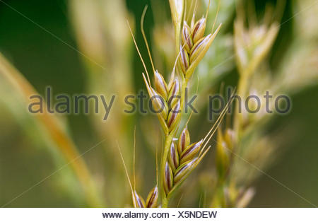 bearded darnel, poison rye-grass (Lolium temulentum), ripe spikelets ...