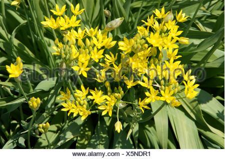 Allium moly, Golden garlic Stock Photo: 97053465 - Alamy