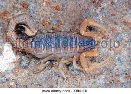 Indian red scorpion, BUTHIDAE, Hottentotta tamulus. Common. One of ...
