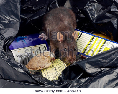 A brown rat around rubbish in a bin bag Stock Photo: 23413862 - Alamy