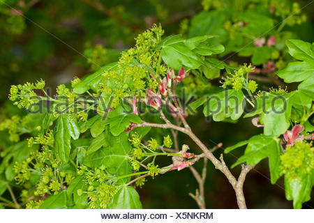 field maple, common maple (Acer campestre), leaf on a branch in Stock ...