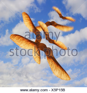 Winged Maple Seeds Twirling, Flying Down Stock Photo - Alamy