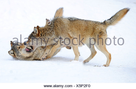 Fighting, playing wolves, cub, Mackenzie Wolf, Alaskan Tundra Wolf or ...