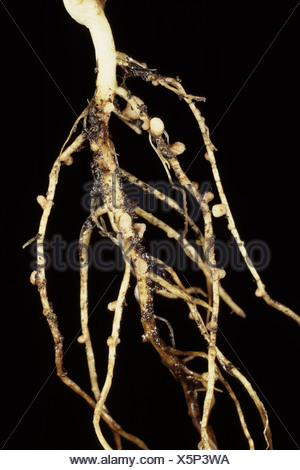 Nitrogen fixation rhizobium nodules on the root of a pea crop to Stock ...