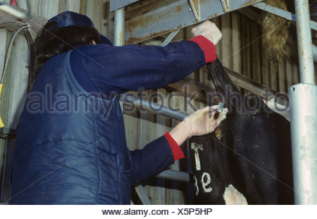 Vet taking a blood sample from the tail of a Holstein Friesian cow ...