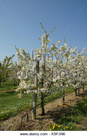 Prunus avium. Sweet cherry regina tree in blossom in an orchard at RHS ...