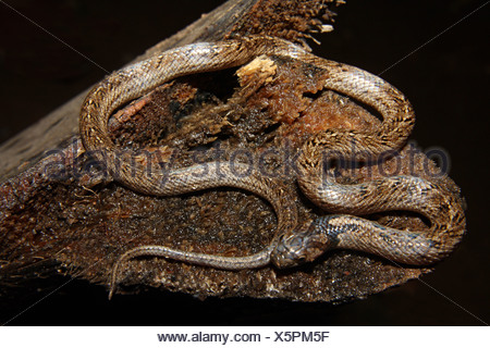 Streaked Kukri Snake, Russell's Kukri Snake (Oligodon taeniolatus Stock ...