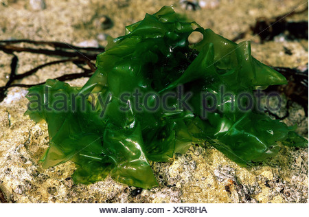 botany, green algae, (Chlorophyta), Sea lettuce, (Ulva lactuca), at ...