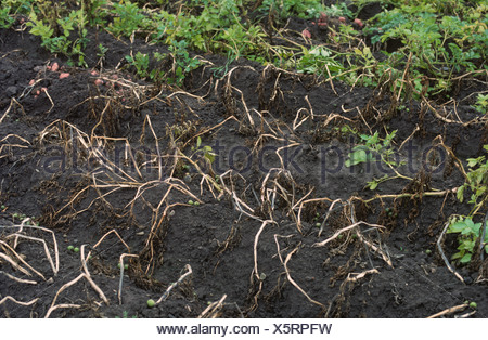 Damage to potato crop by golden potato cyst nematodes, Globodera Stock ...