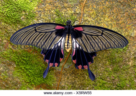 Common rose (butterfly), Red-bodied swallowtail (Pachliopta ...