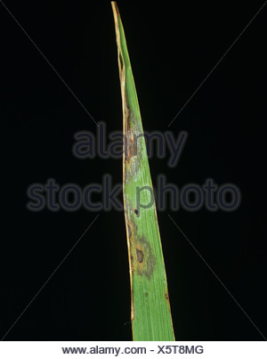 Leaf scald (Gerlachia oryzae) early leaf tip infection on rice Stock ...