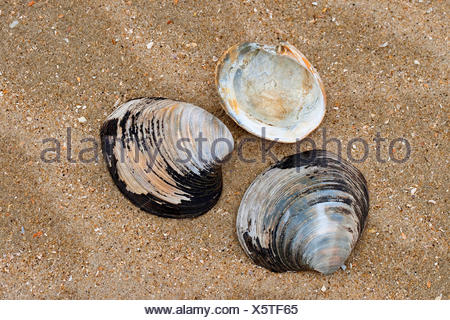 Three clam shells, seashells on a bed of green-colored river rock, a ...