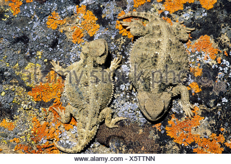 Adult male (smaller animal on right) & female greater short-horned ...