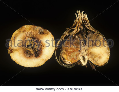 Basal rot Fusarium oxysporum damage to freesia corms Stock Photo - Alamy
