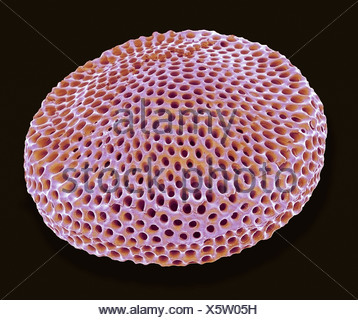 Radiolarian. Coloured scanning electron micrograph (SEM) of a radiolarian. Radiolarians are ...