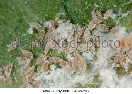 Citrus mealybug Planococcus citri immatures with waxy secretion on a ...