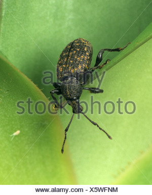 Vine weevil damage Otiorhynchus sulcatus to a rhododendron leaf Stock ...