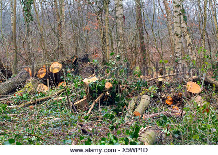 deforestation of single trees after storm loss, Germany Stock Photo ...