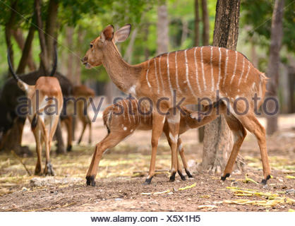 female nyala feeding their baby Stock Photo: 85475067 - Alamy