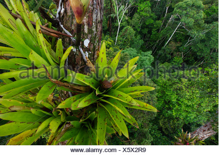 Bromeliad sp. growing on emergent tree in rainforest canopy nr Stock ...