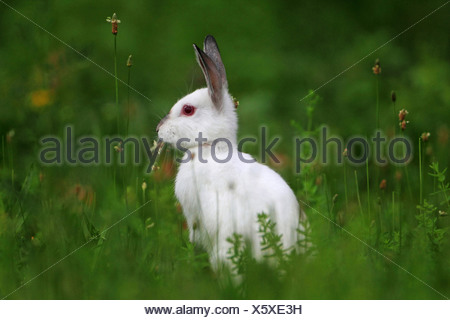 White albino bunny rabbit sitting in green grass looking to viewers ...