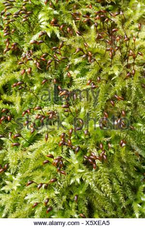 Rough-stalked Feather Moss Brachythecium rutabulum growing on wood ...