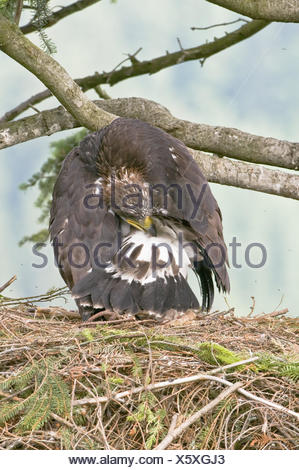 golden eagle eyrie Stock Photo: 24633176 - Alamy