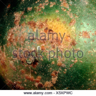 California red citrus scale Aonidiella aurantii infestation on orange ...