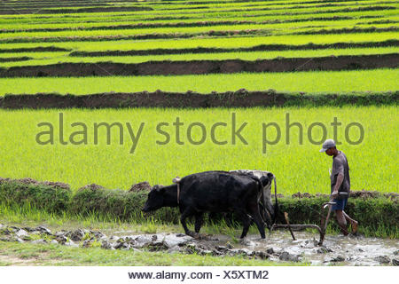 Plowing a paddy field with a bullock drawn plow. Benaulim, Salcete ...