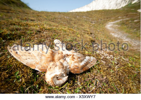 Dead Barn owl (Tyto alba) caught in gin trap, UK Stock Photo - Alamy