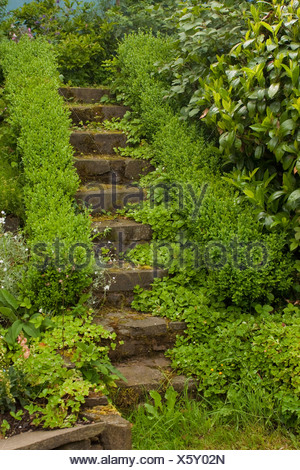 Two row stonecrop (Sedum spurium 'Fuldaglut' syn. Phedimus spurius ...