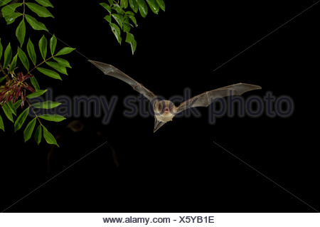 Common bent-wing bat, Schreiber's bat (Miniopterus schreibersii Stock ...