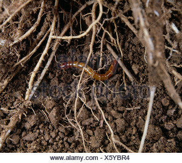 WIREWORM (LARVA) OF CLICK BEETLE (LIMONIUS AGONUS) DESTRUCTIVE-SOIL ...
