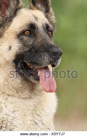 Close Up Of Medium Size Mongrel Mixed Breed Short-Haired Yellow Adult ...
