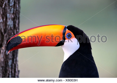 Common toucans or toco toucans (Ramphastos toko) sitting on dead Stock ...