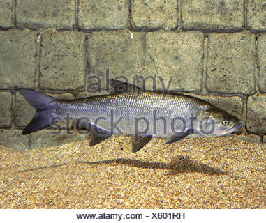 asp (Aspius aspius, Leuciscus aspius), side view, Germany Stock Photo ...