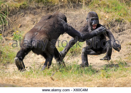 Young western lowland gorilla plays with a twig Stock Photo: 109643981 ...