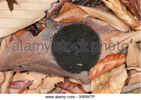 Monkey Comb Apeiba membranacea Tiliaceae Panama Stock Photo: 75516240 ...