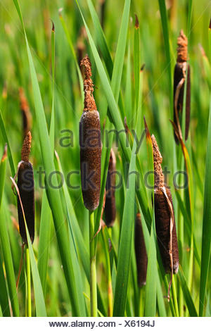 Bulrush, Cattail (Typha shuttleworthii, Typha transsilvanica, Typha ...