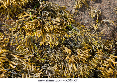 Channelled wrack, Cow Tang, Channel Wrack (Pelvetia canaliculata Stock ...