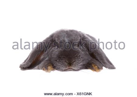 Grey and white lop-eared rabbit Stock Photo - Alamy