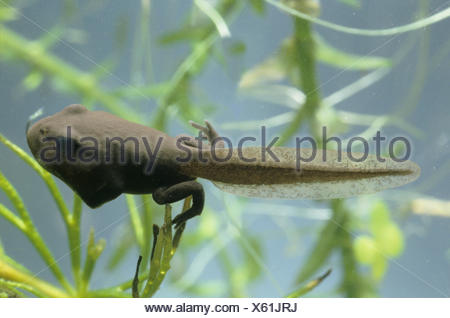 A common toad (Bufo bufo) tadpole swimming in front of pond weed Stock ...