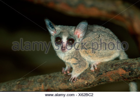 Lesser Bushbaby / Senegal-Galago / Buschbaby Stock Photo: 16337067 - Alamy