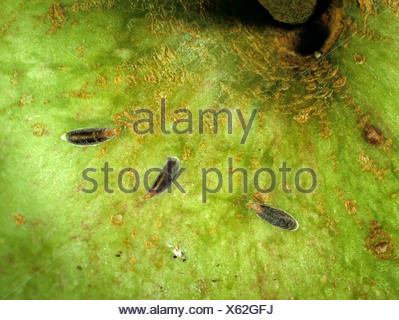 Mussel scale insects, Lepidosaphes ulmi, on the surface of an apple ...