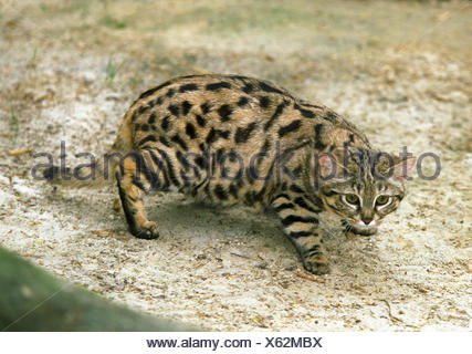 Black Footed Cat, felis nigripes, Adult laying on Branch Stock Photo ...